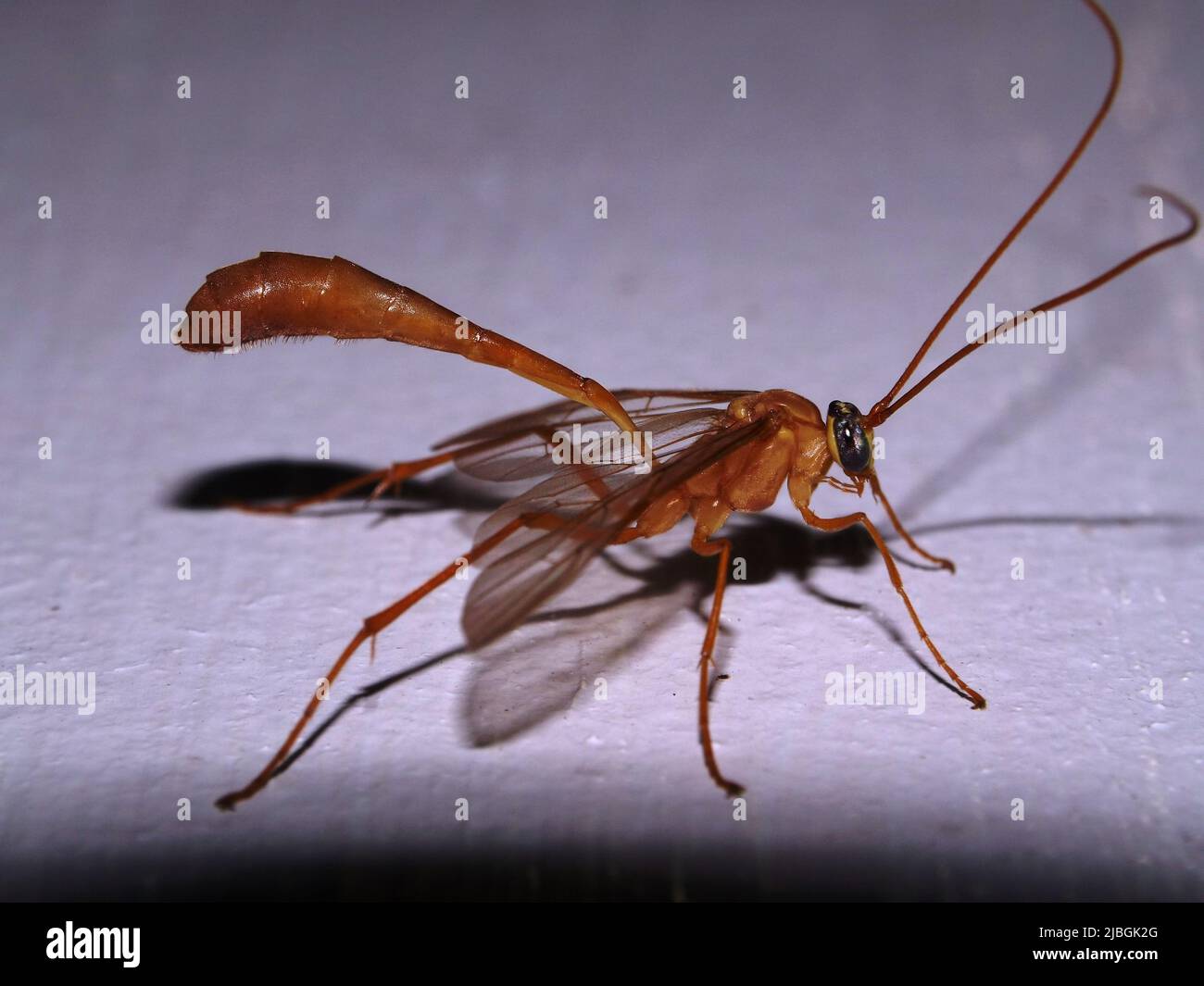 close up of a Ichneumon wasp (Family Ichneumonidae) from the jungles of ...