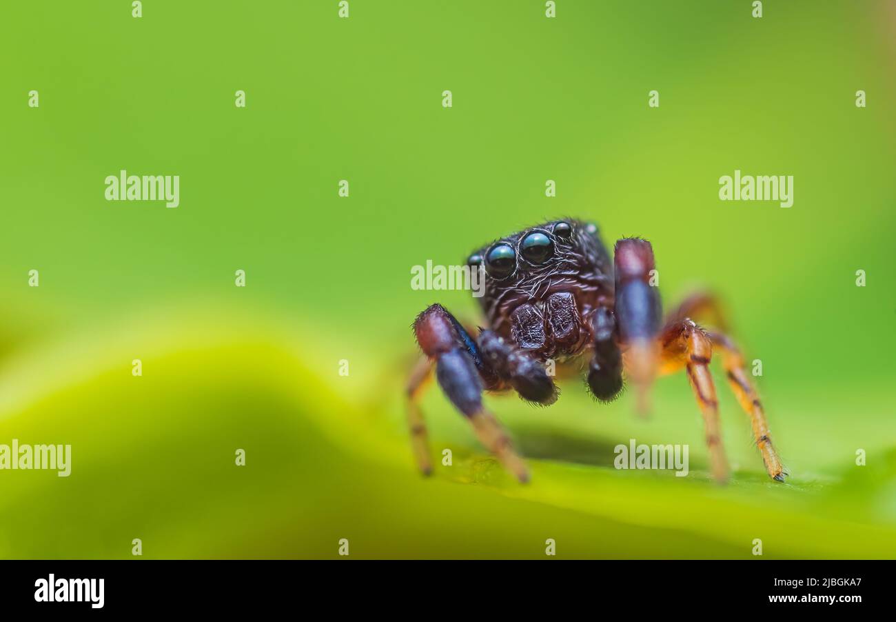 Spider portrait, jumping spider portrait - Sibianor larae Stock Photo ...
