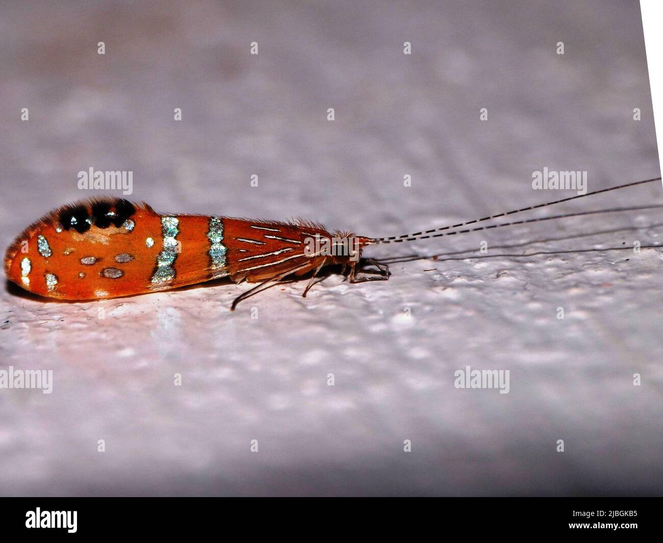 close up of a Long-horned Caddisfly (Nectopsyche species) Family ...