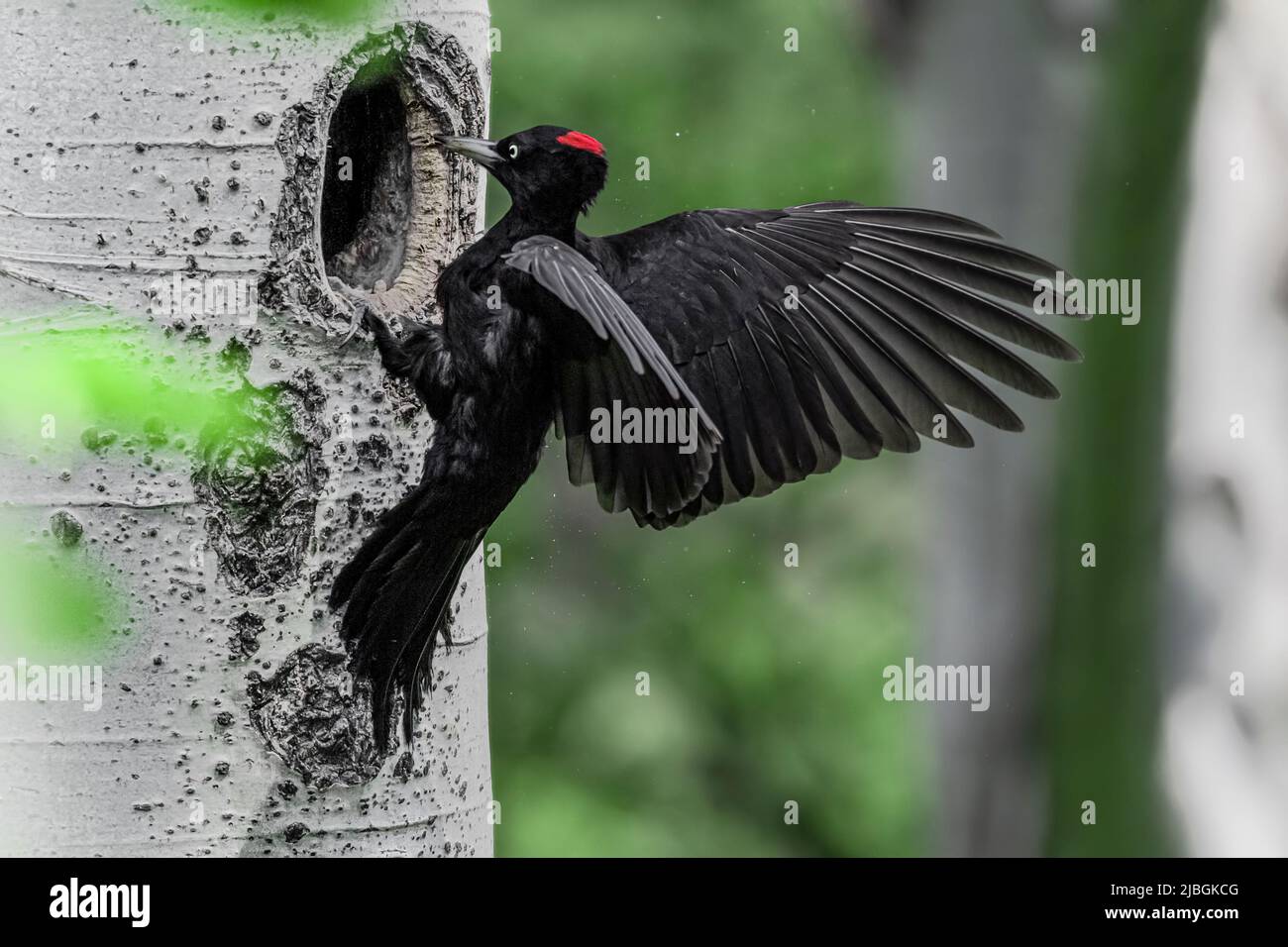Perfect landing for the Black woodpecker female (Dryocopus martius ...