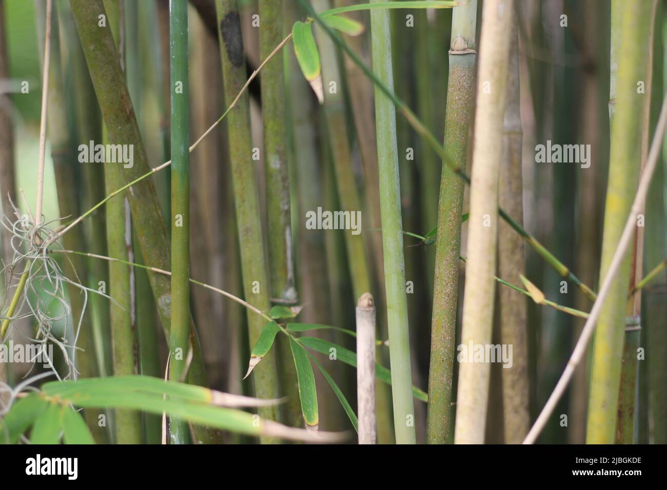 Lush tropical bamboo plants growing in the jungle Stock Photo - Alamy
