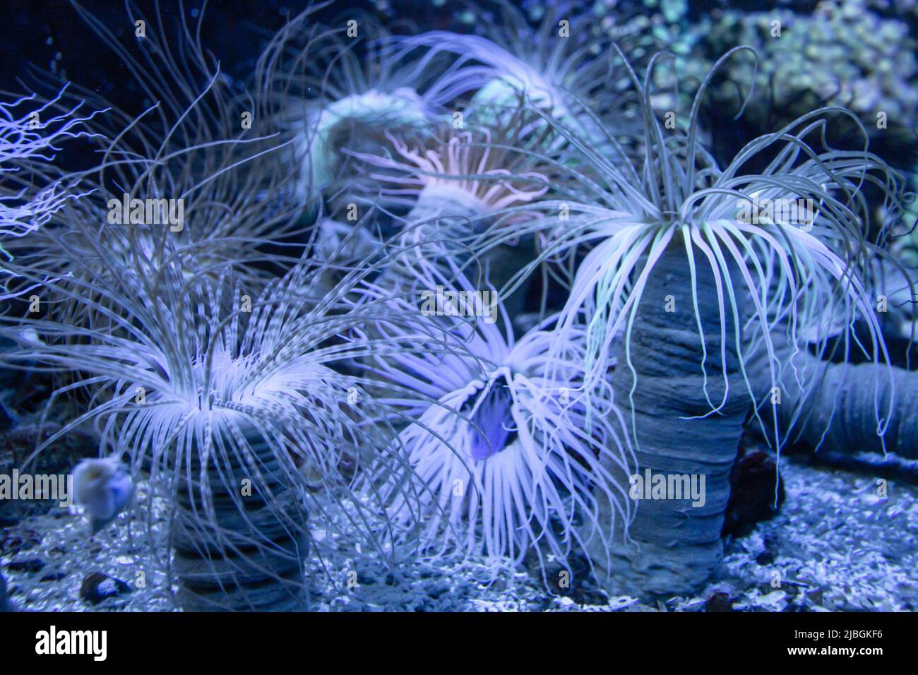 Sea anemone close-up view in ocean. Sea life Stock Photo - Alamy