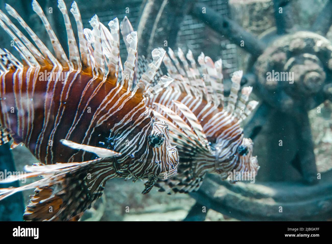 red lionfish close-up view in ocean. Sea life Stock Photo - Alamy