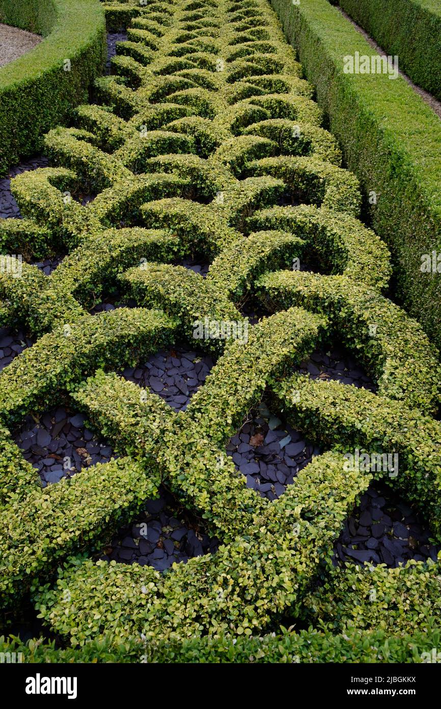 Decorative hedge at Highnam Court Garden, Highnam, Gloucestershire ...