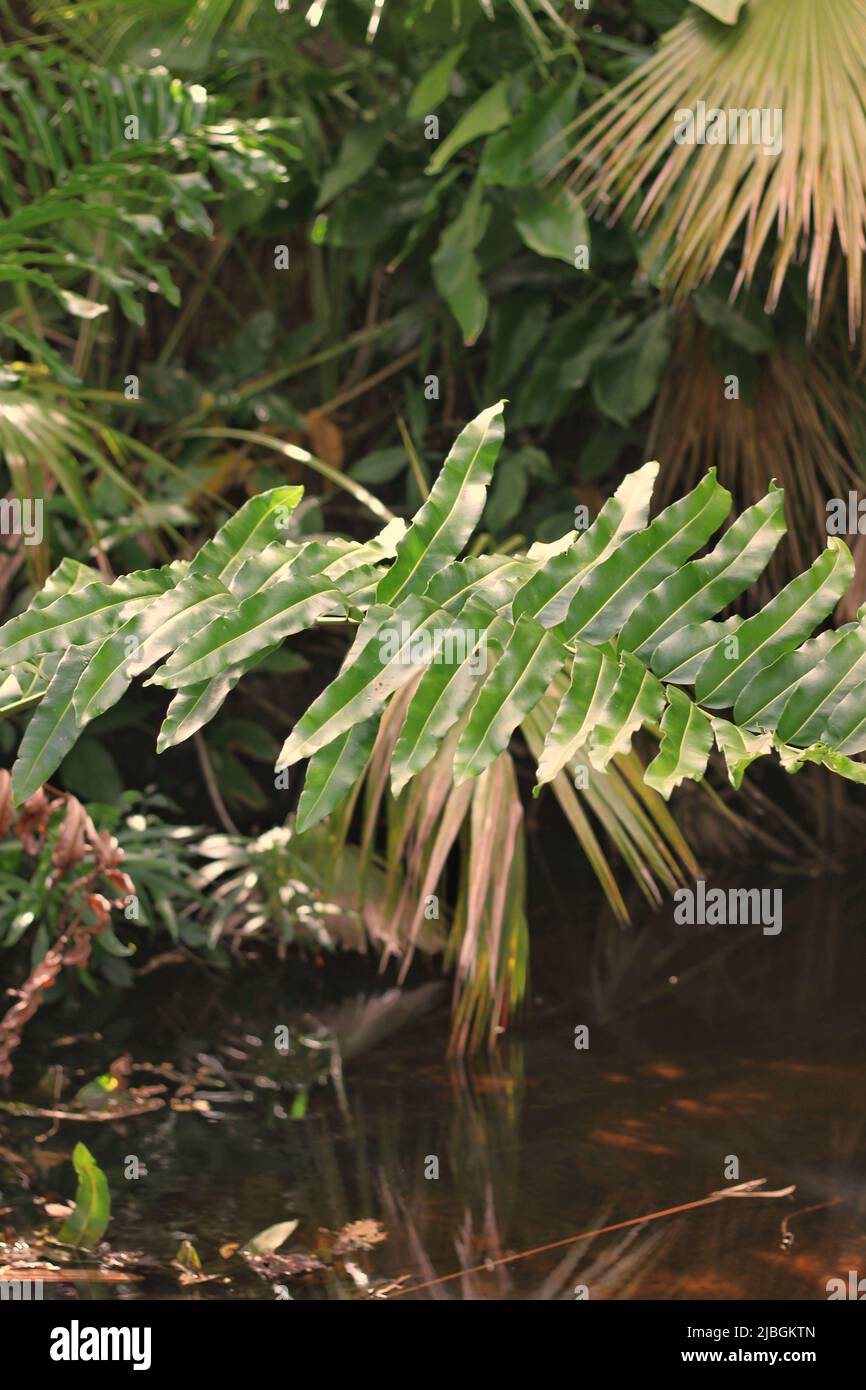 Lush leafy tropical plants growing in the jungle Stock Photo - Alamy