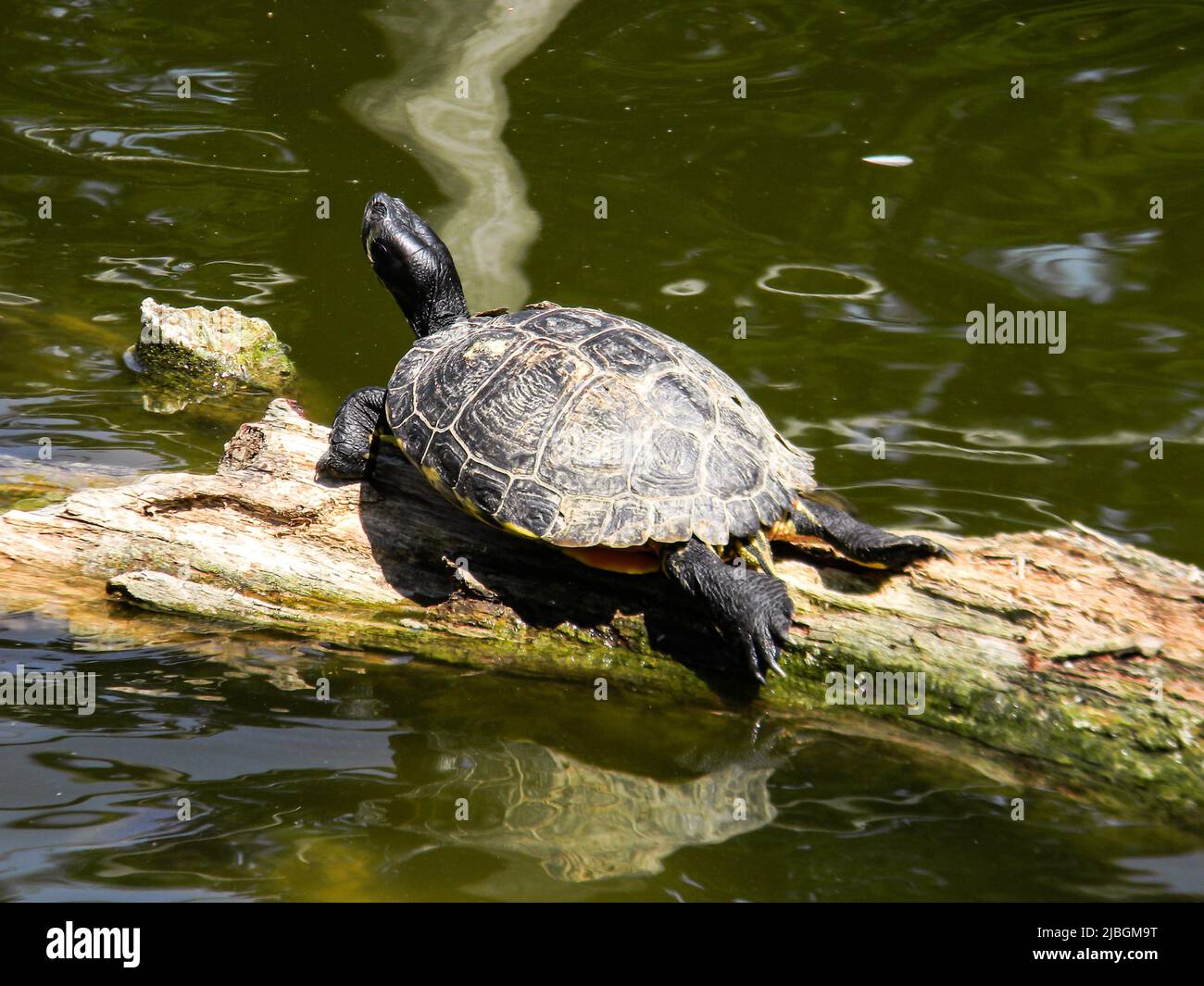 The image of tortoise on tree which floating on lake in zoo, Vienna ...