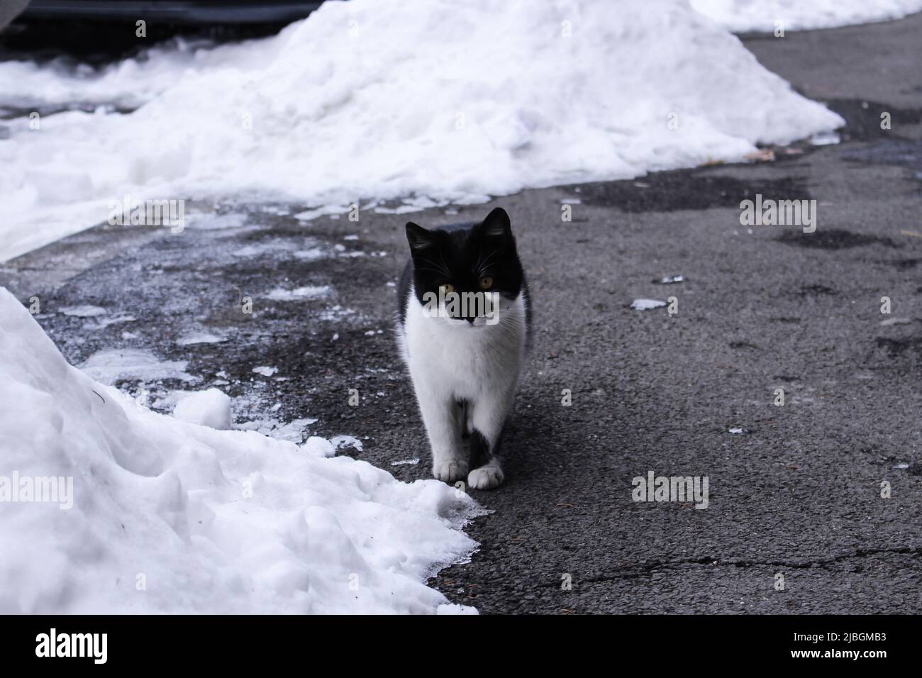 Cute stray cat curiously approaching viewer on snowy street in downtown ...