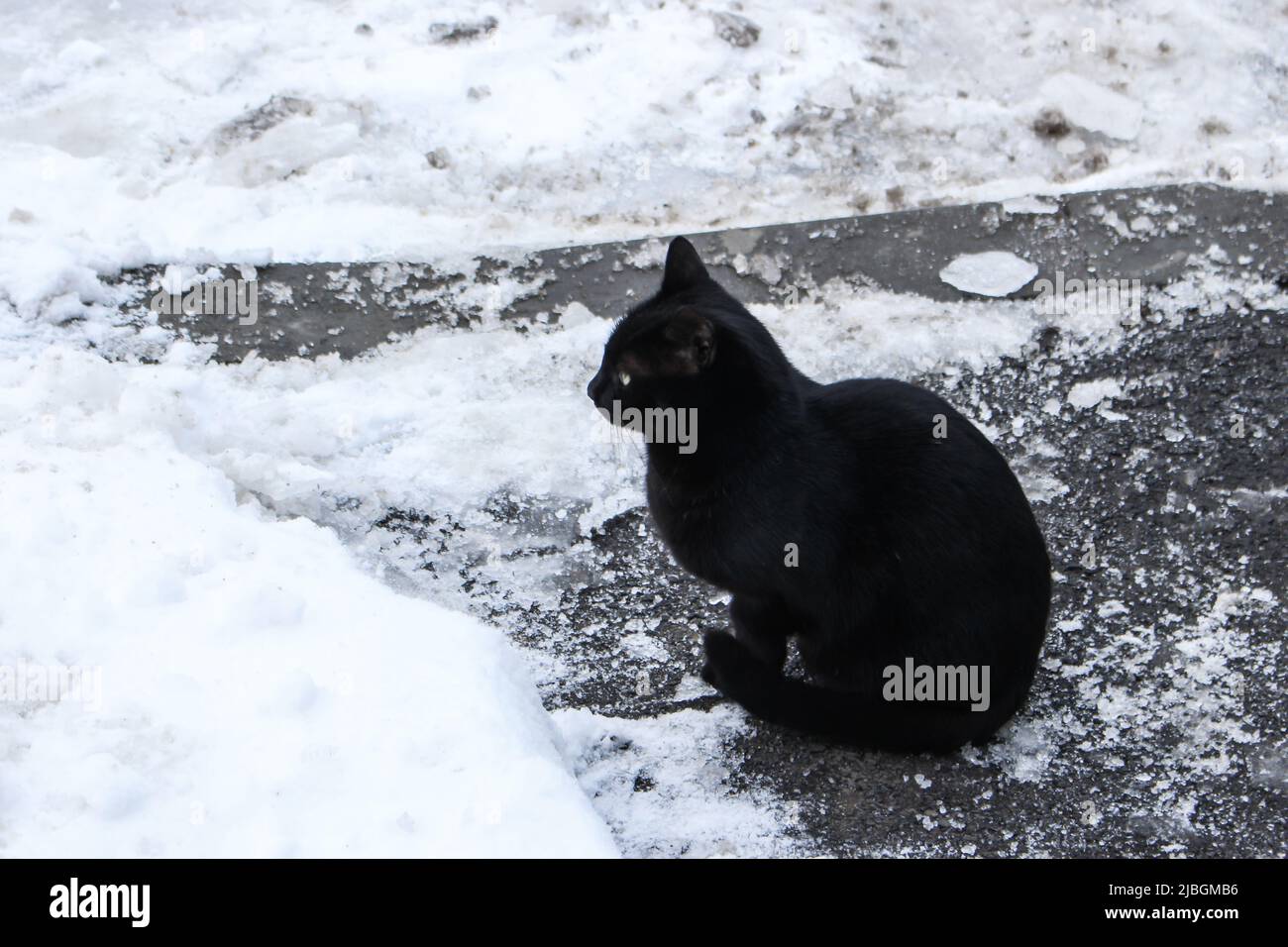 The image of black cat sitting on frozen sidewalk with snow, Bucharest ...