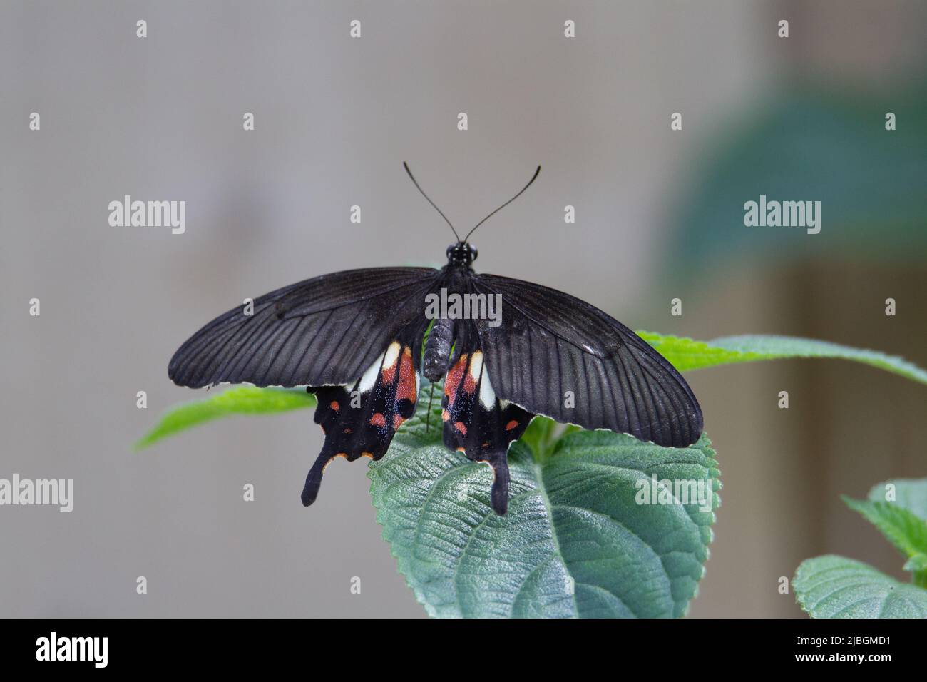 common Mormon (Papilio polytes) a common mormon butterfly resting on a ...
