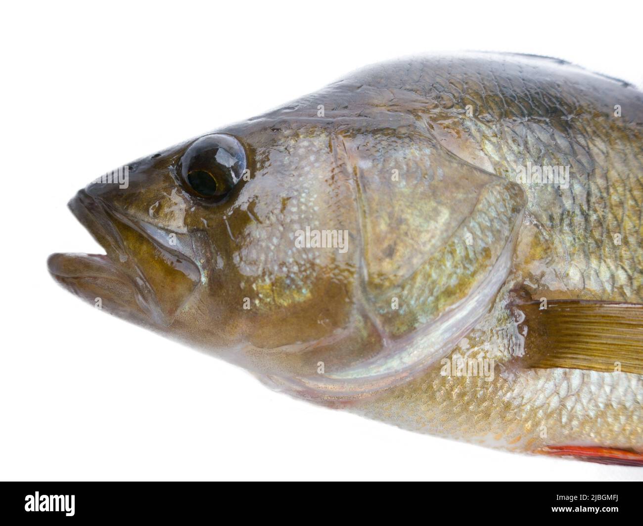 European perch (Perca fluviatilis), River bass. Half-length portrait ...