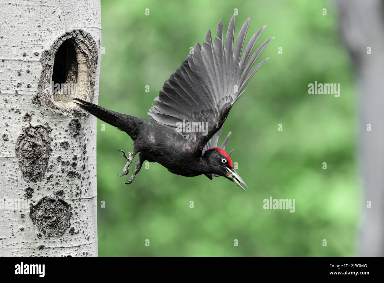 In flight, fine art portrait of Black woodpecker male (Dryocopus ...