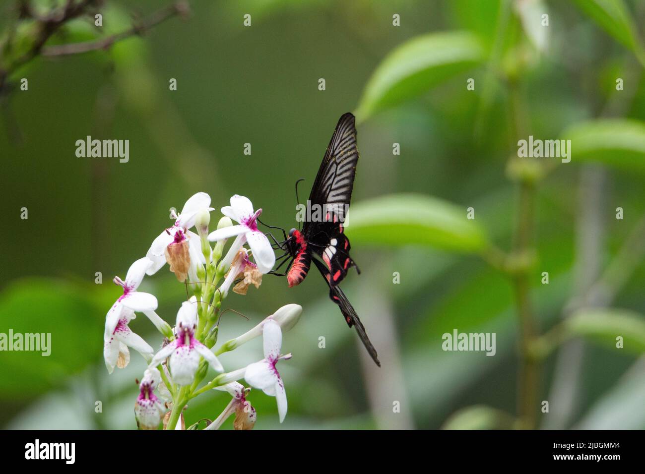 common Mormon (Papilio polytes) common Mormon butterfly feeding from a ...