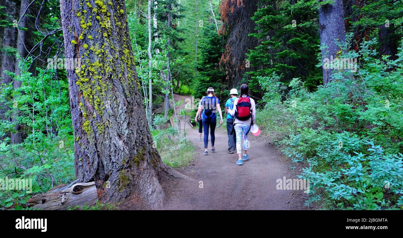 Group of girls in a family hiking on trail in forest exploring Stock ...