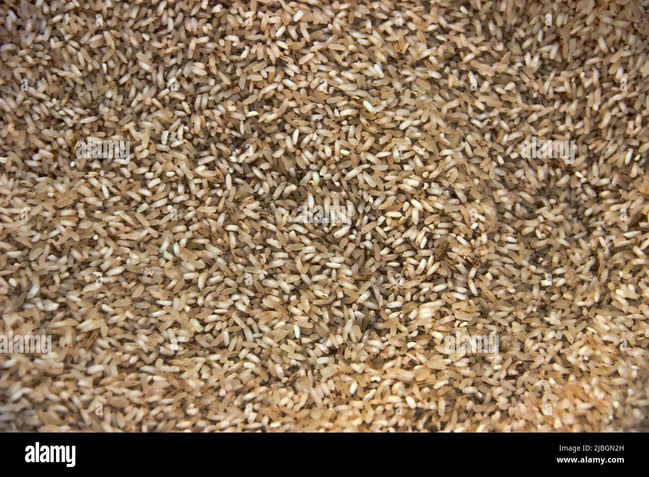 Rice background. Varieties of Sri Lankan rice Stock Photo - Alamy