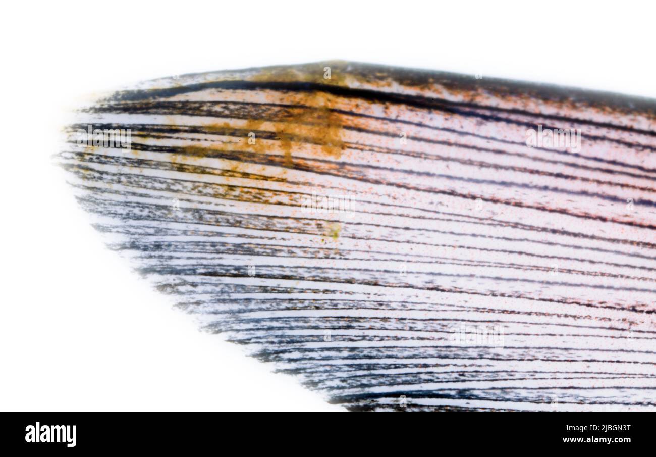 The structure of the fish dorsal fin, the rays of the fin. Ultra Macro ...