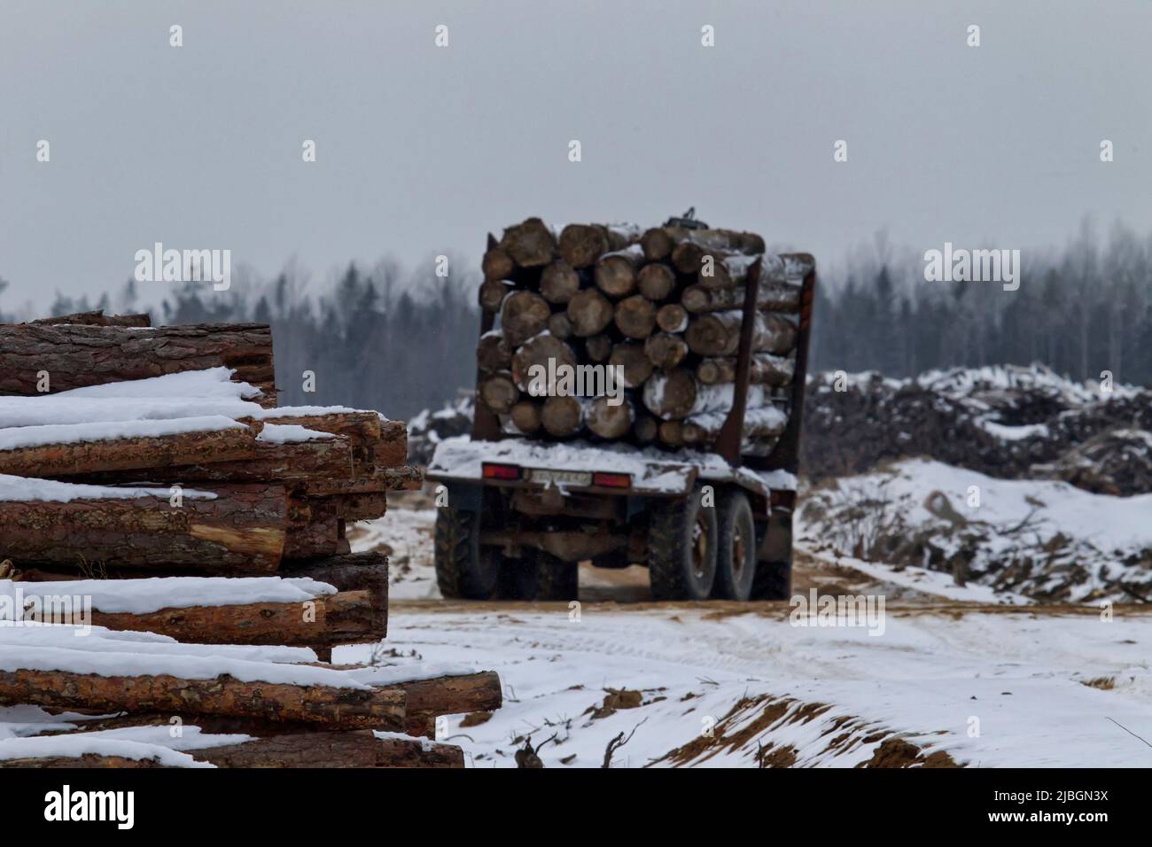Forestry industry. The logging truck carries a roundwood. Winter ...