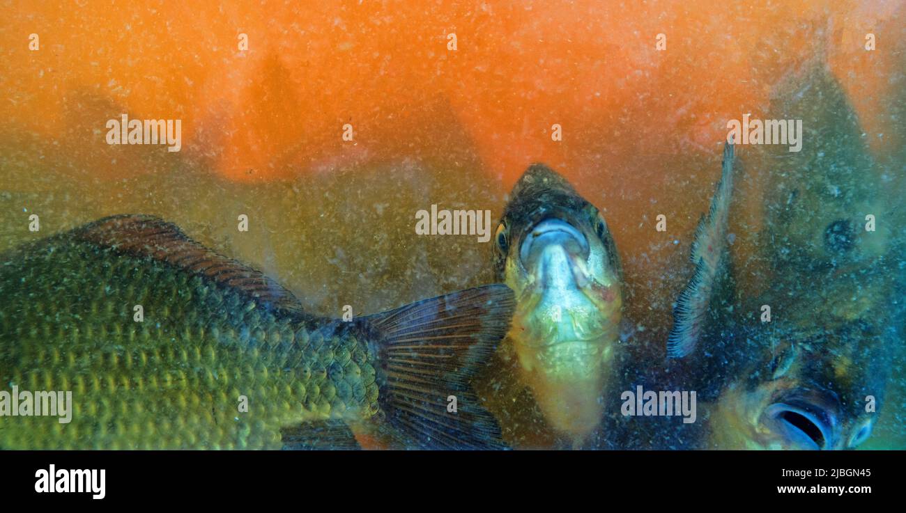 Crucian carp in muddy pond water Stock Photo - Alamy