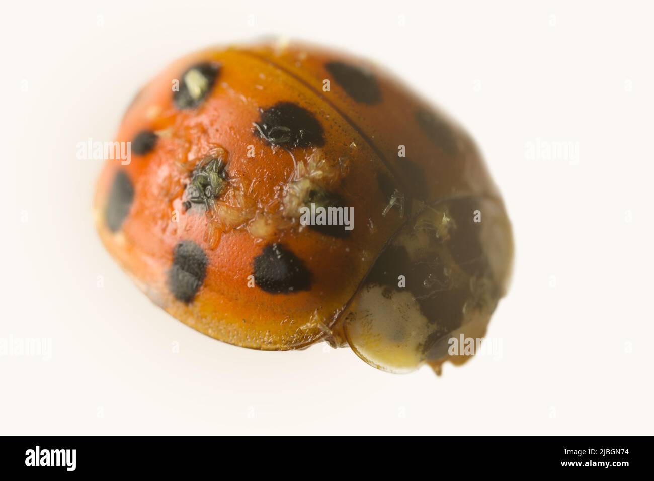Entomology. A dead ladybug is infected with ectoparasites. Ultra macro ...