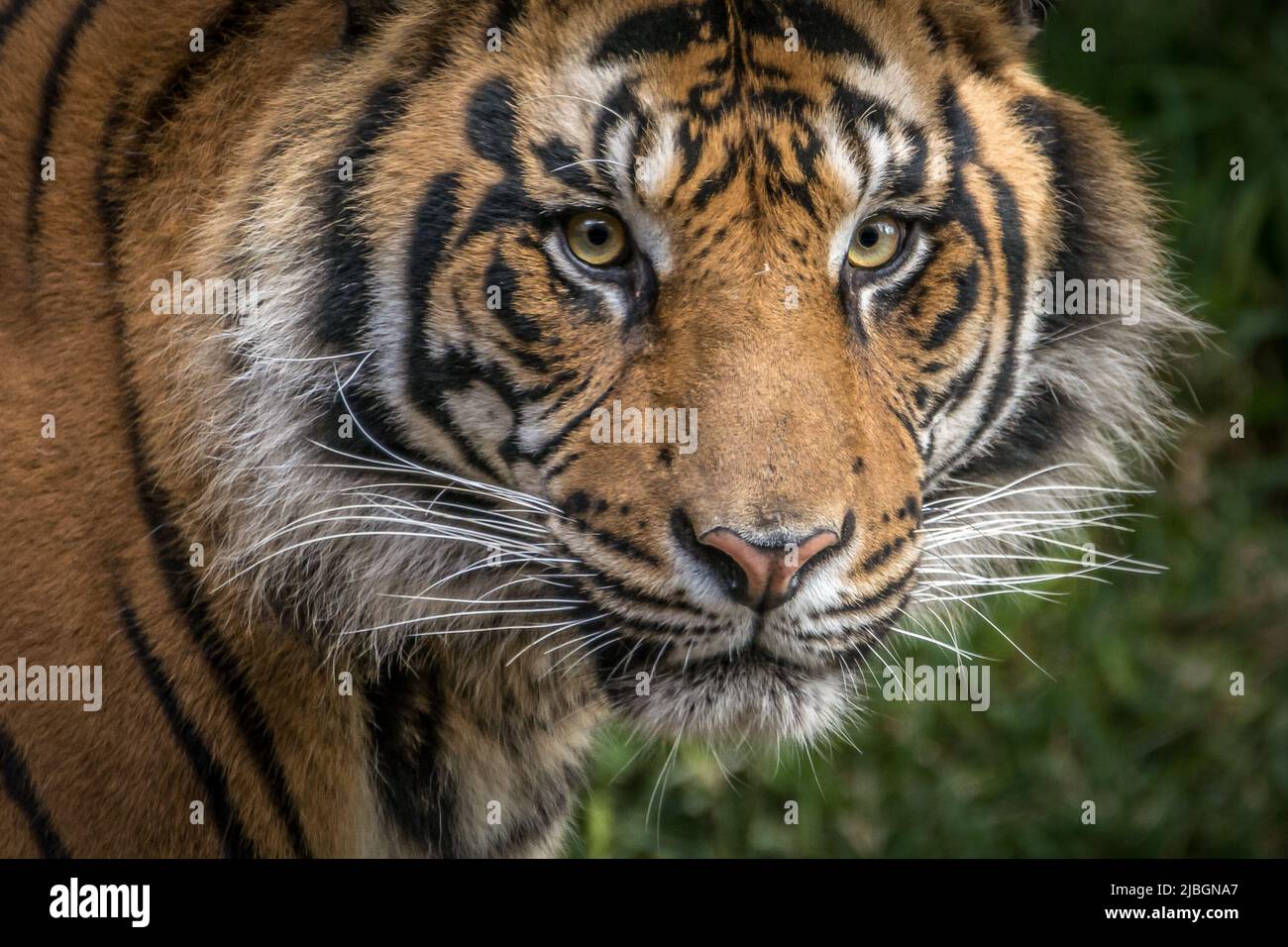 Tiger with cubs jungle hi-res stock photography and images - Alamy