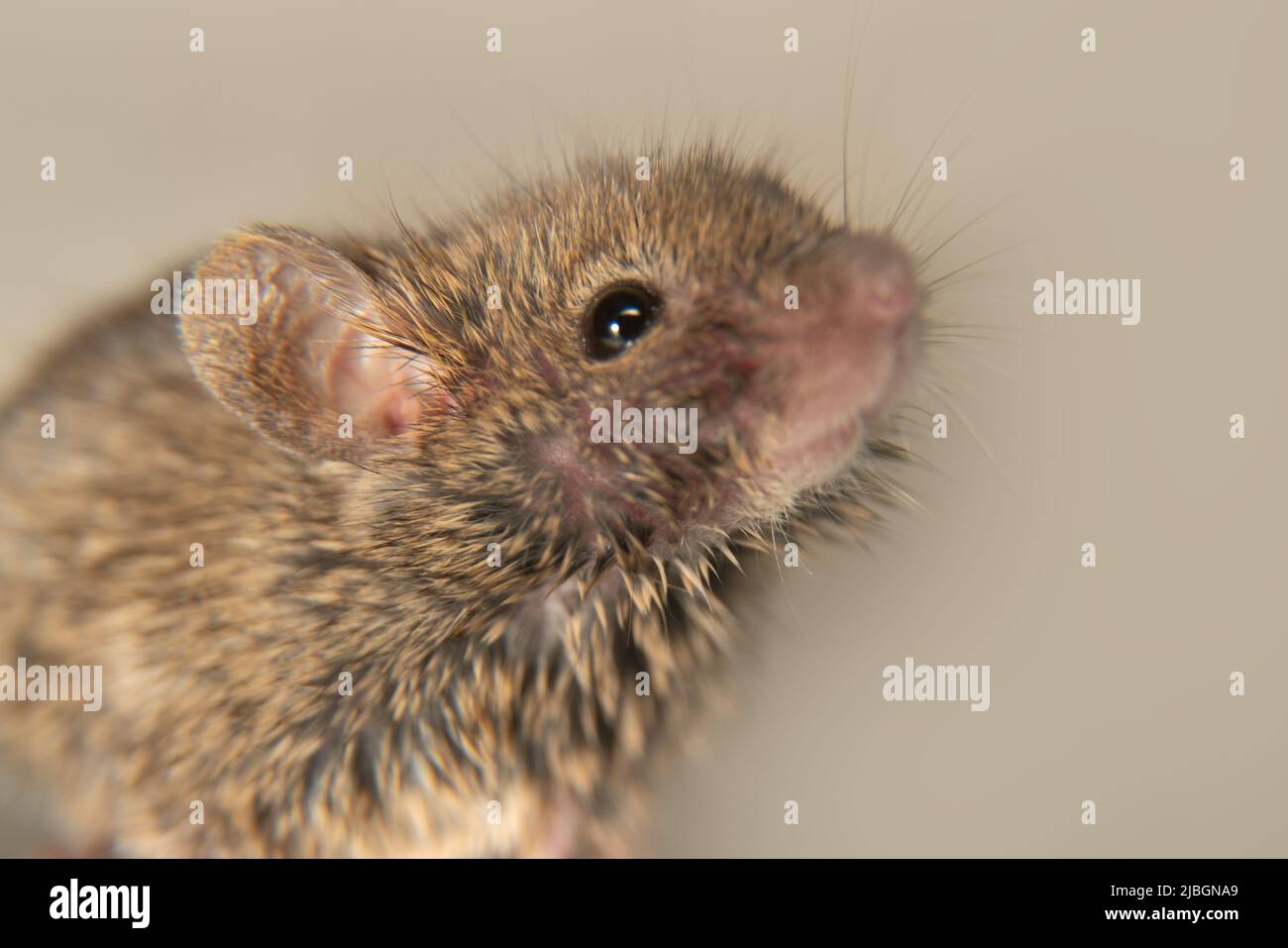 Swiss (house) mice (Mus musculus) constantly accompanies to human ...