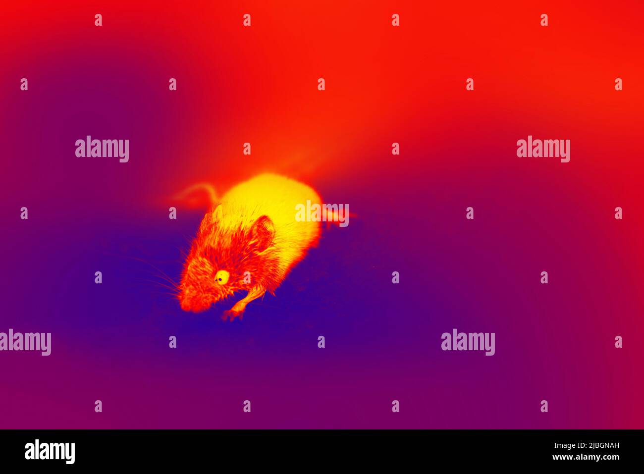 A gray mouse with big eyes in close-up. A wild animal has entered the ...