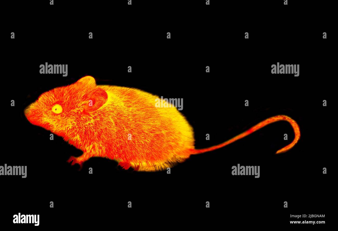 A gray mouse with big eyes in close-up. A rodent on a black background ...