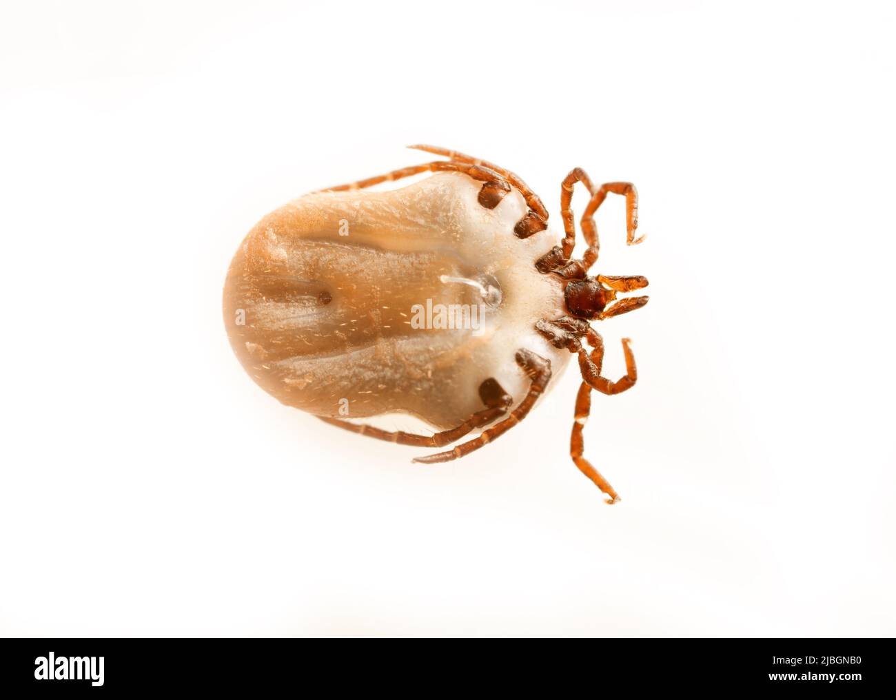 This tick was removed from a dog in a broad-leaved forest. Distributors ...