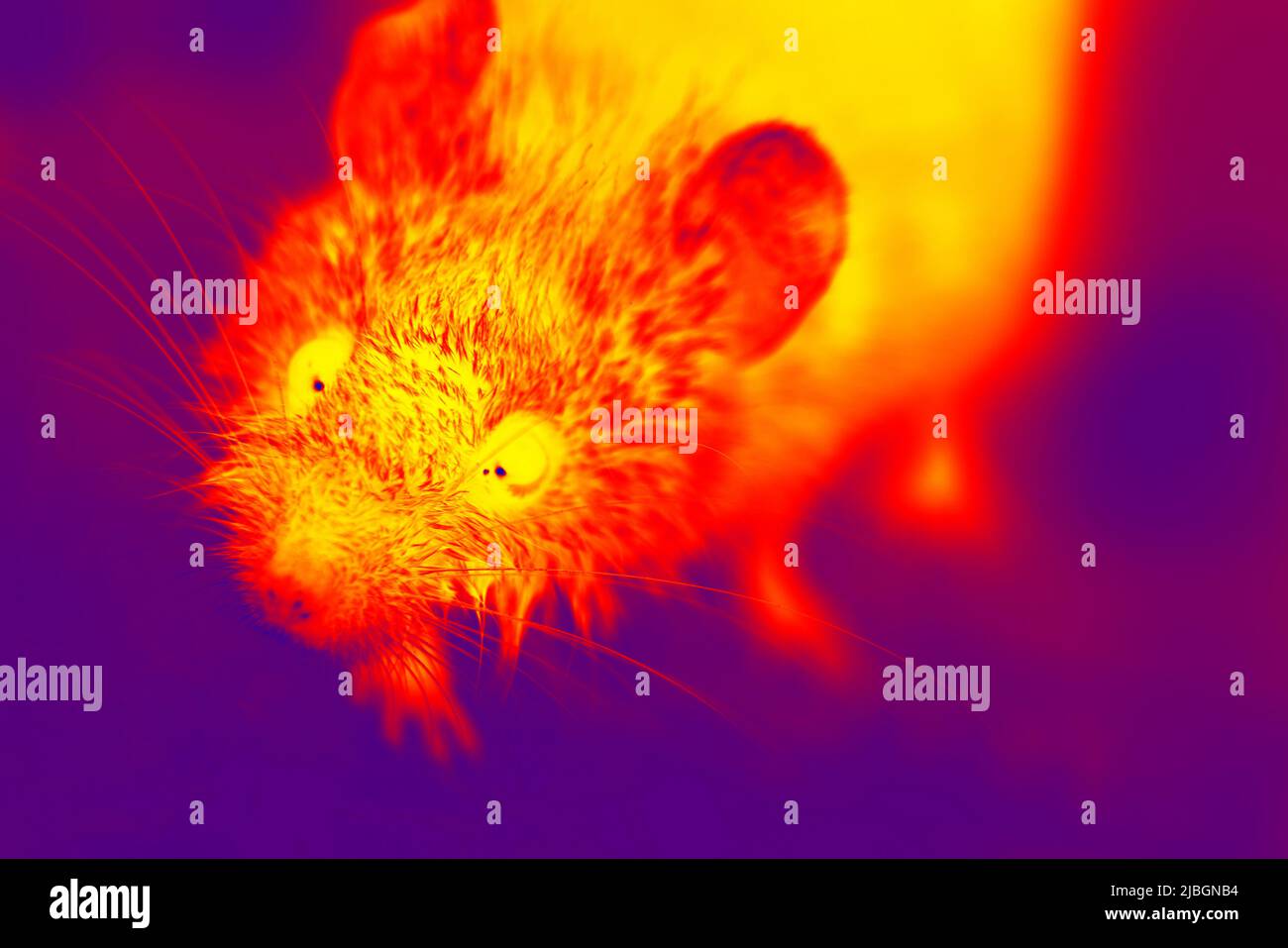 Thermal camera wildlife hi-res stock photography and images - Alamy