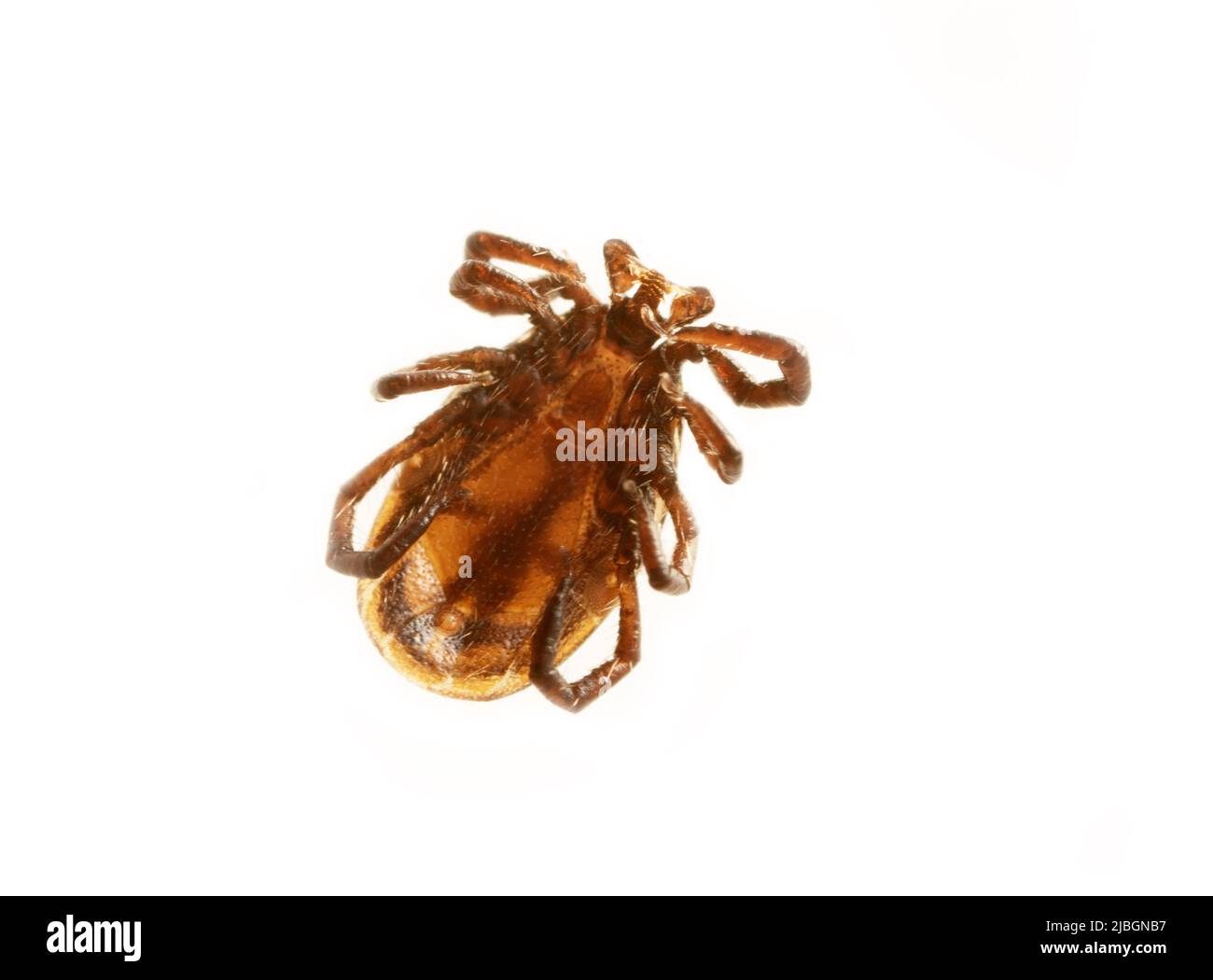 Ixodes tick (dog tick, Ixodes persulcatus) in active form, victim ...