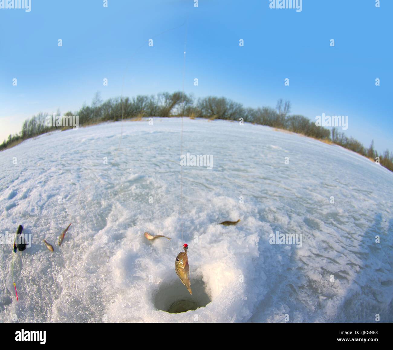 Ice recreational fishing. A picture of ruffe (Acerina cernua) fishing ...