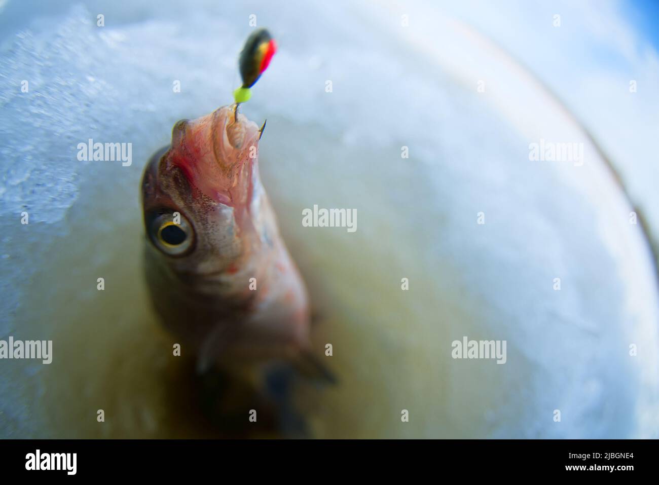 Ice recreational fishing. A picture of ruff fishing with a hole and ...