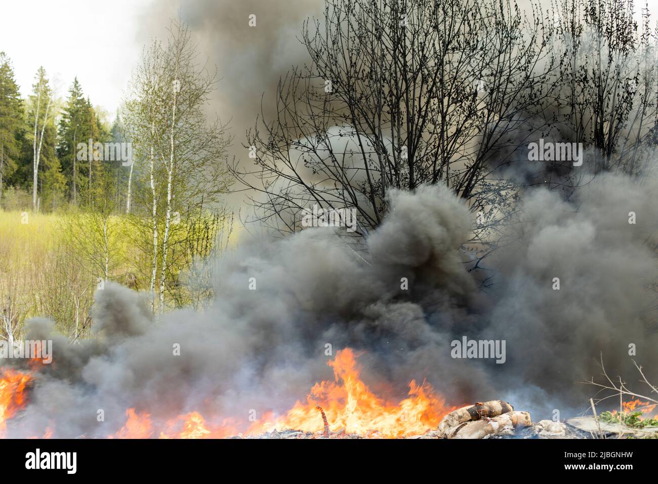 Trees are burning. Fire in nature. Burning garbage dump. Damage to ...