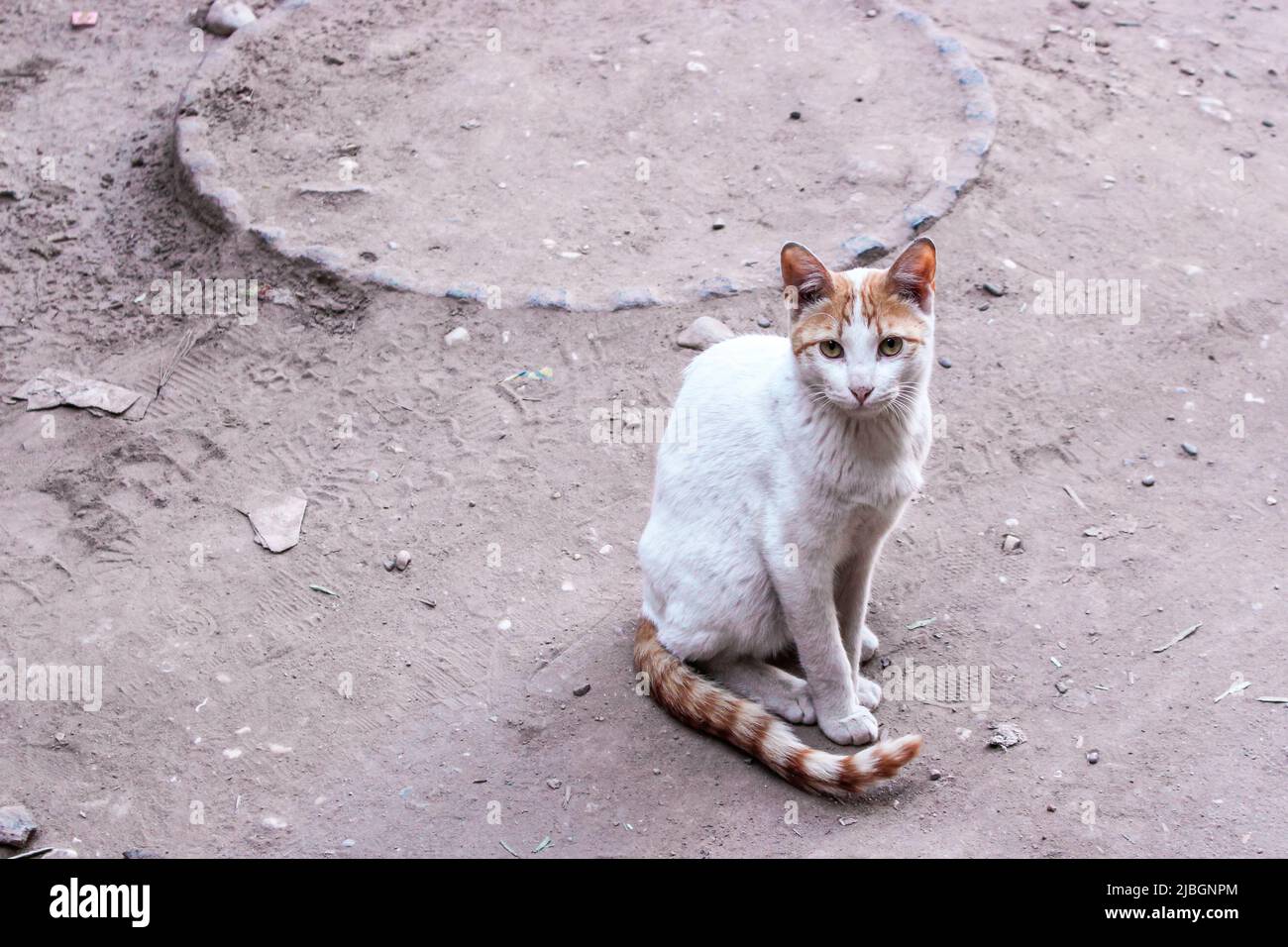 The image of white and ginger stray cat sitting on the ground in the ...