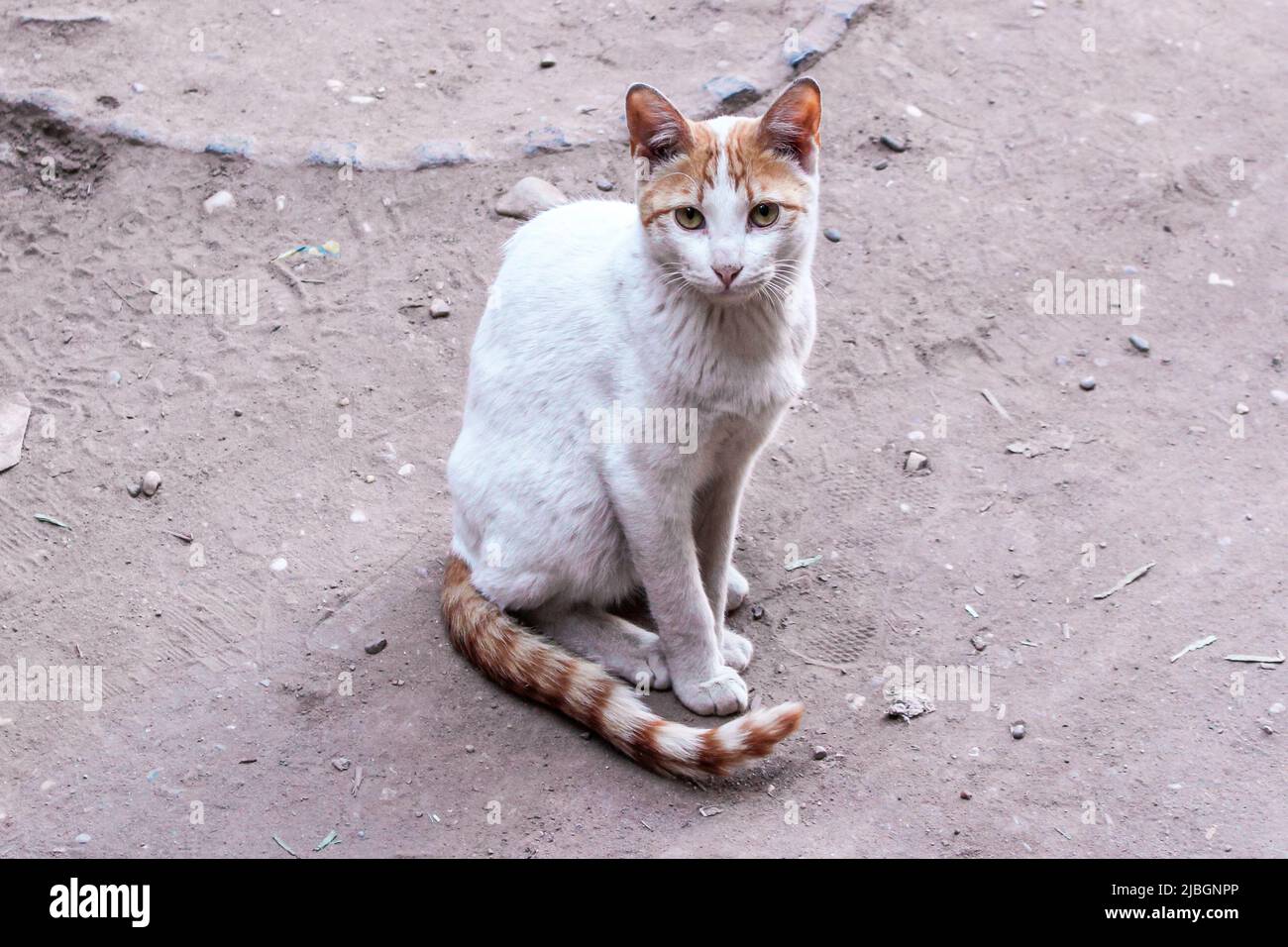 The image of white and ginger stray cat sitting on the ground in the ...