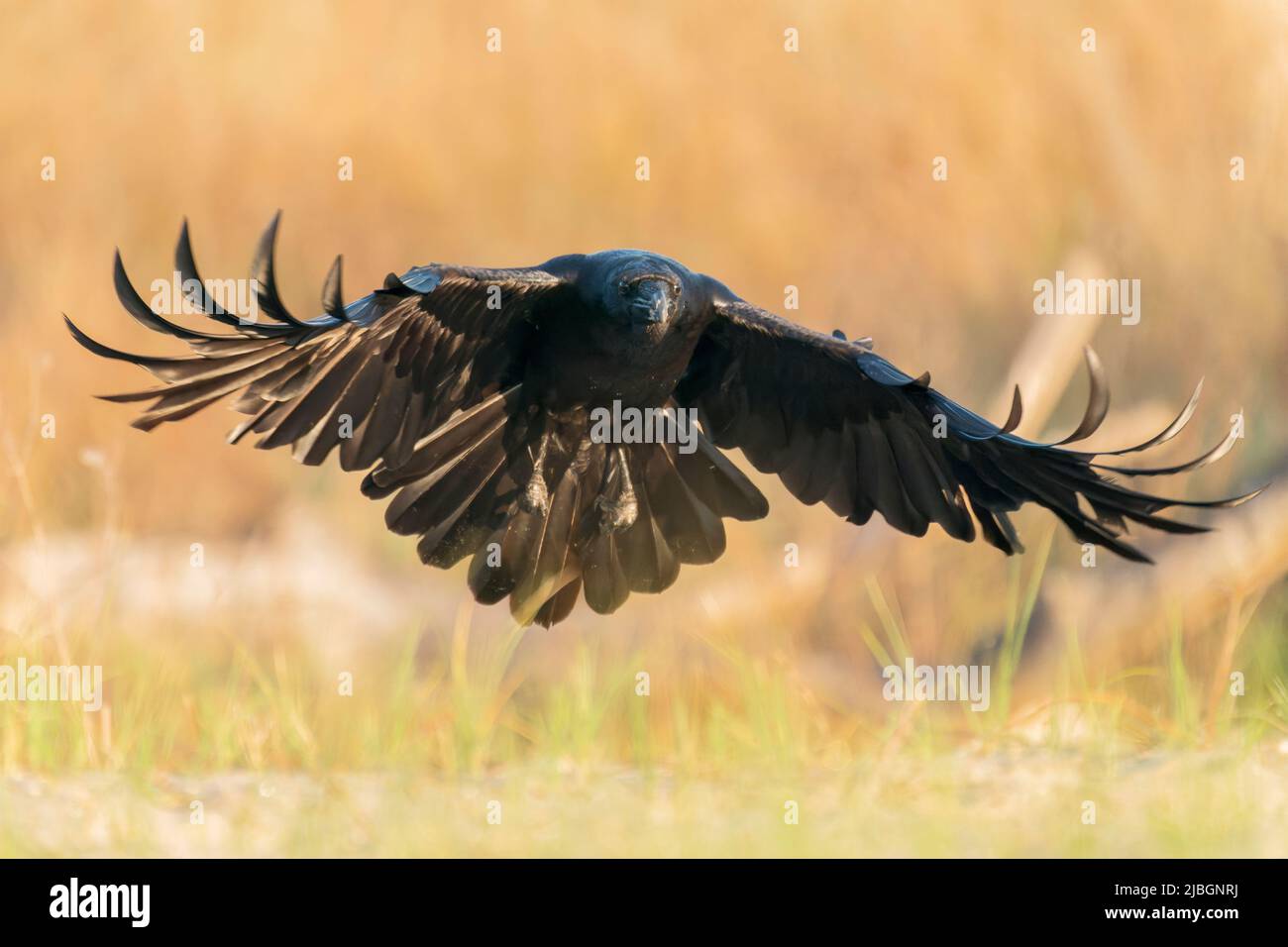 Crow landing on field hi-res stock photography and images - Alamy