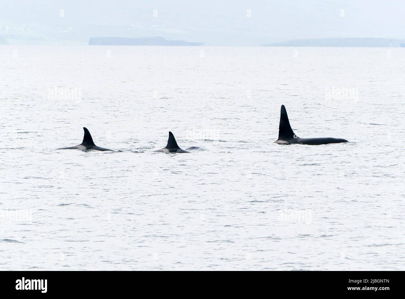 Orca or Killer Whale, Orcinus orca, pod swimming in sea off Lochmaddy ...
