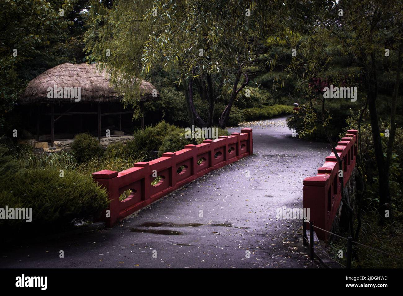 Red Asian-styled bridge in oriental garden after rain with a stew ...