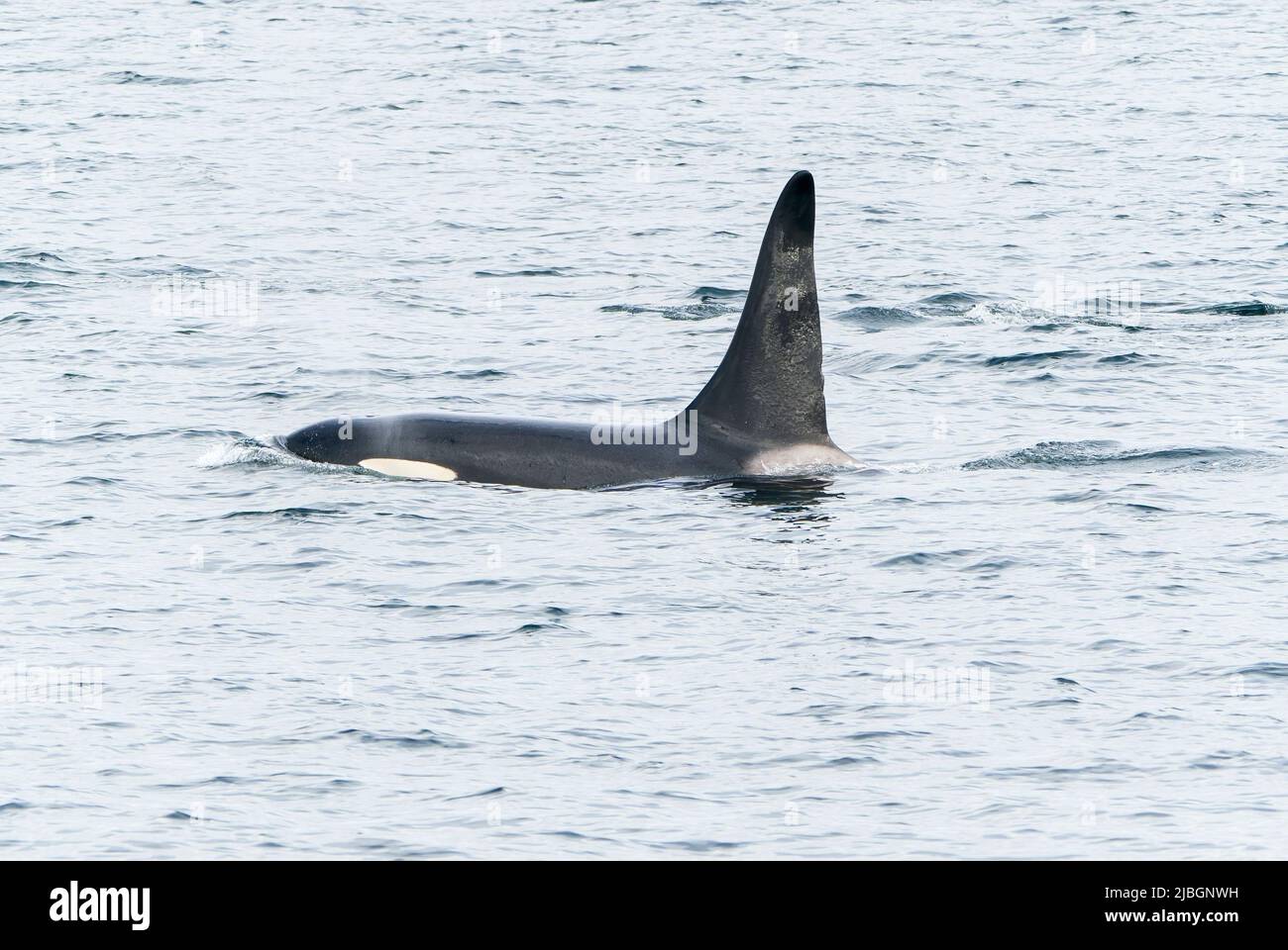Orca or Killer Whale, Orcinus orca, single adult male swimming off ...
