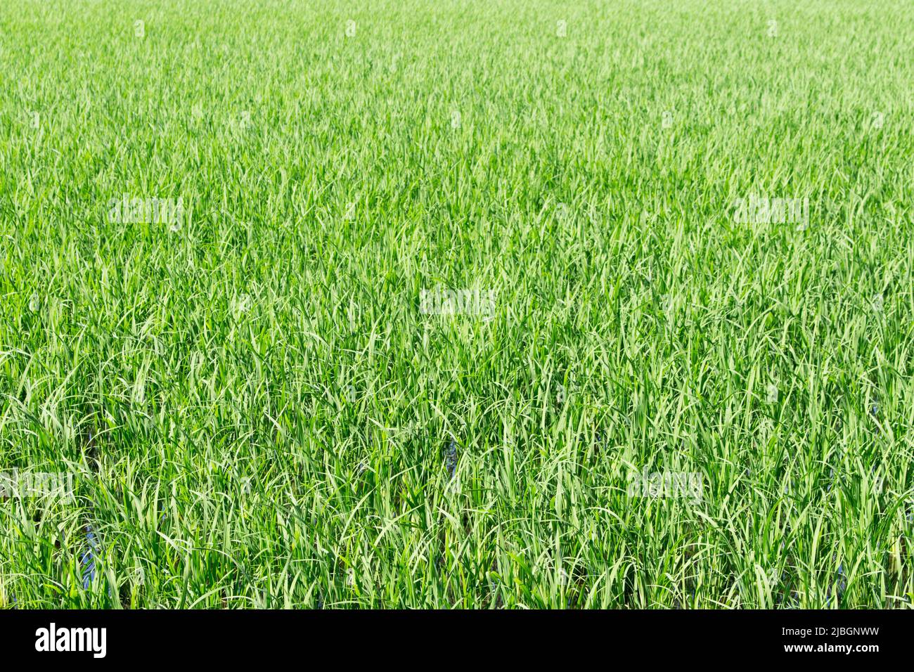 Rice field background hi-res stock photography and images - Alamy