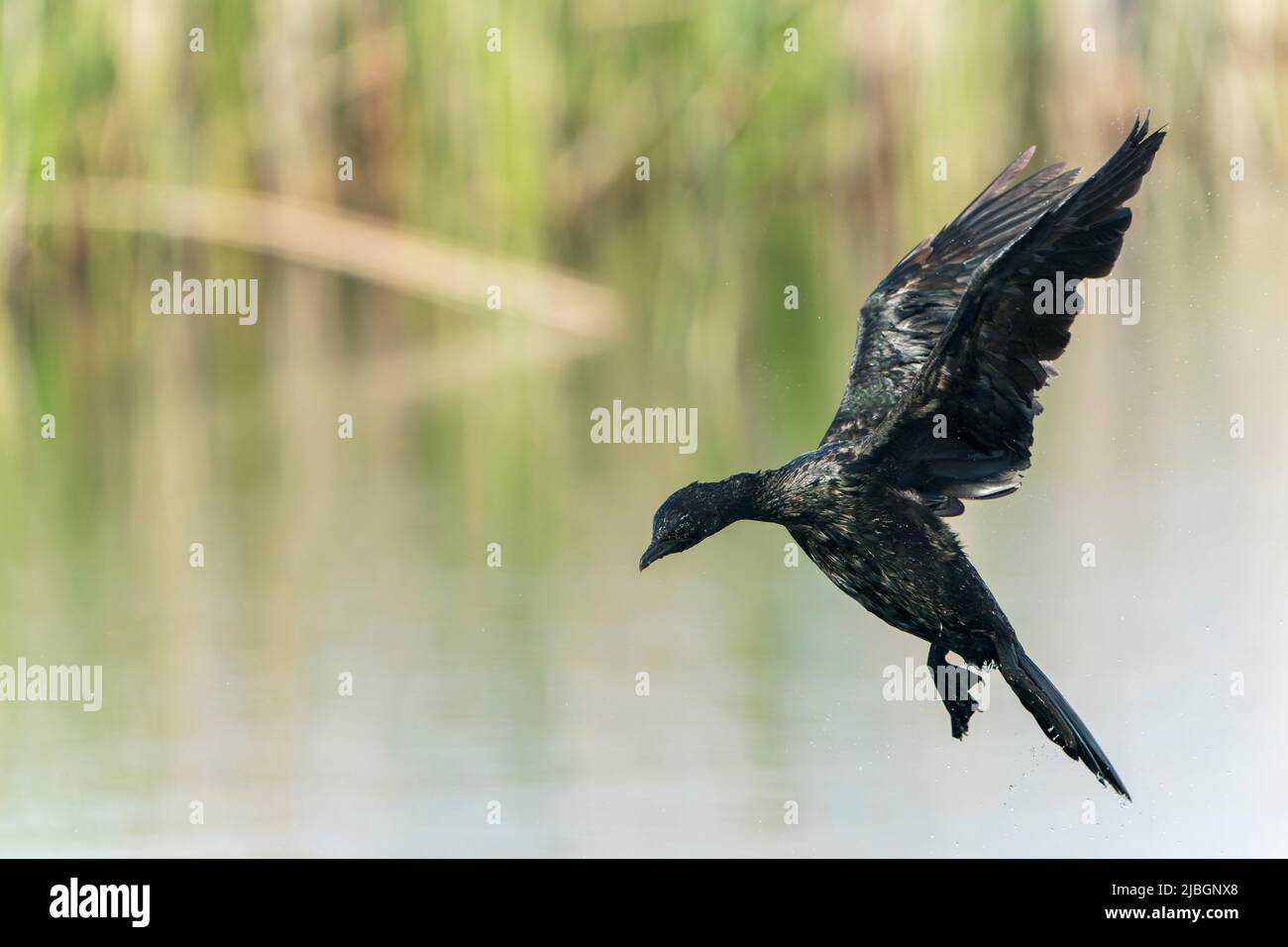 Pygmy Cormorant, Microcarbo pygmaeus, single adult in breeding plumage ...