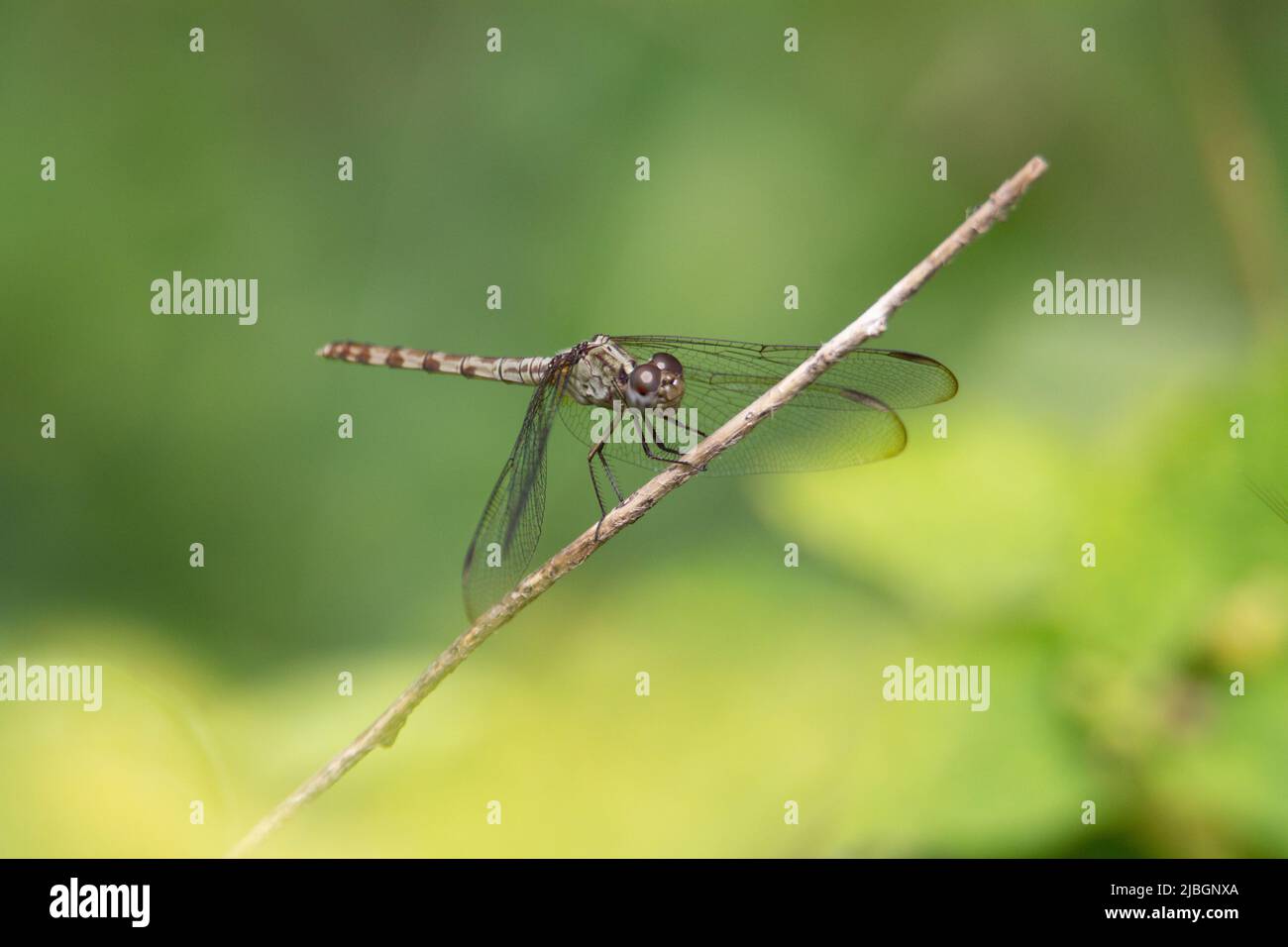 dragonfly sitting on a branch with natural green background Stock Photo ...