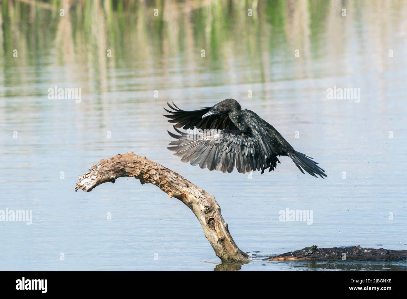 Pygmy Cormorant, Microcarbo pygmaeus, single adult in breeding plumage ...