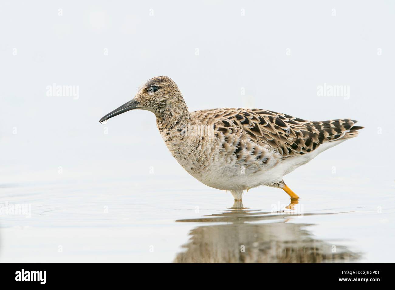 Ruff, Calidris pugnax, single adult walkng in water, Danube delta ...