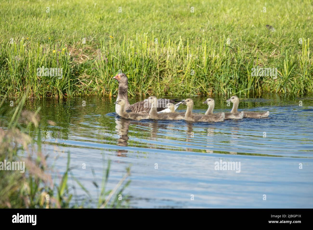 Close up watchful swimming Greylag Goose, Anser anser, with chicks ...