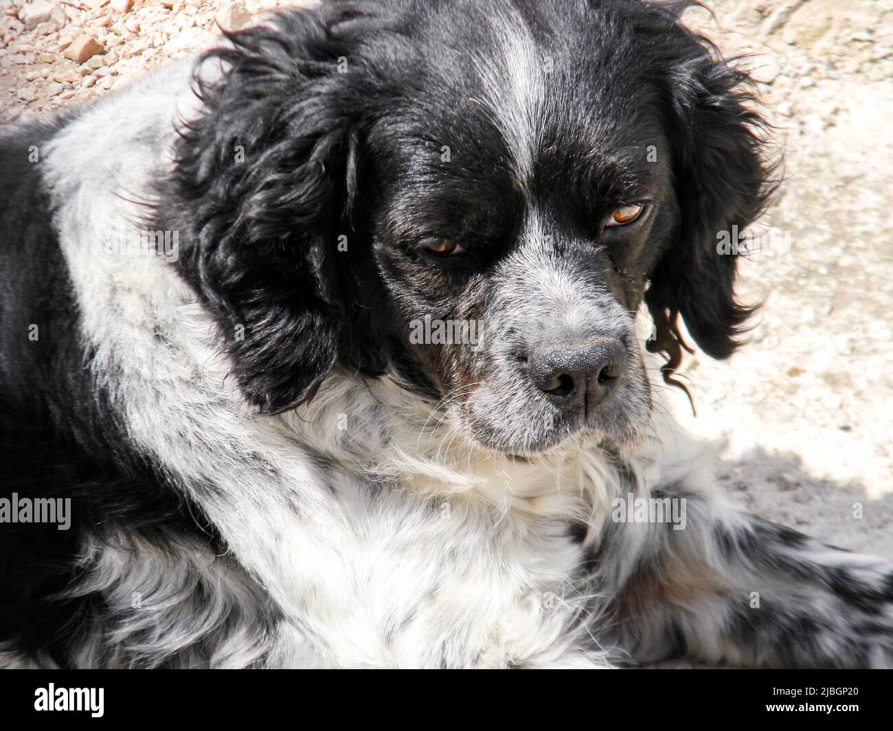 Black and white coloured stray dog relaxing at the beach in Dubrovnik ...