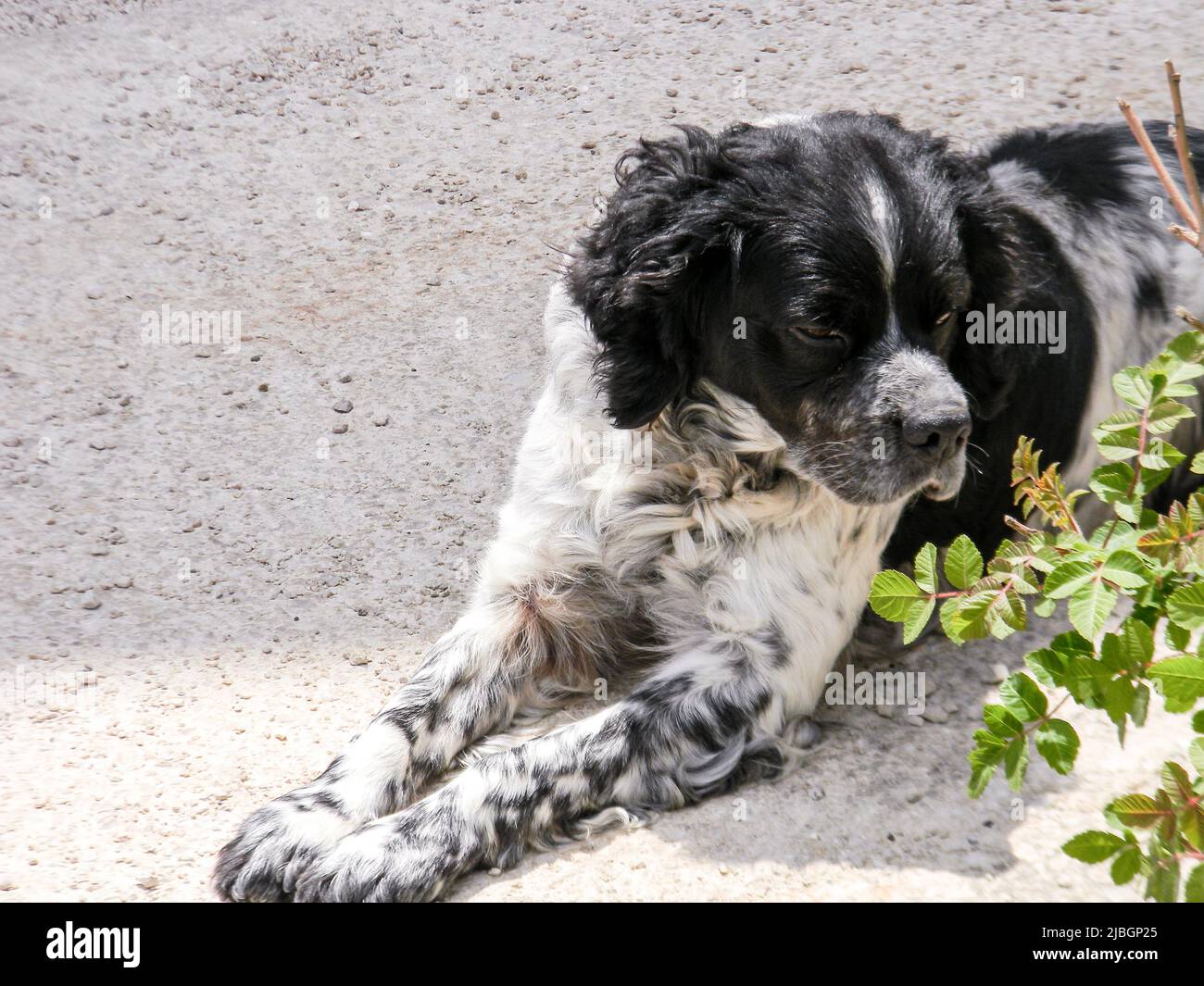 Black and white coloured stray dog relaxing at the beach in Dubrovnik ...