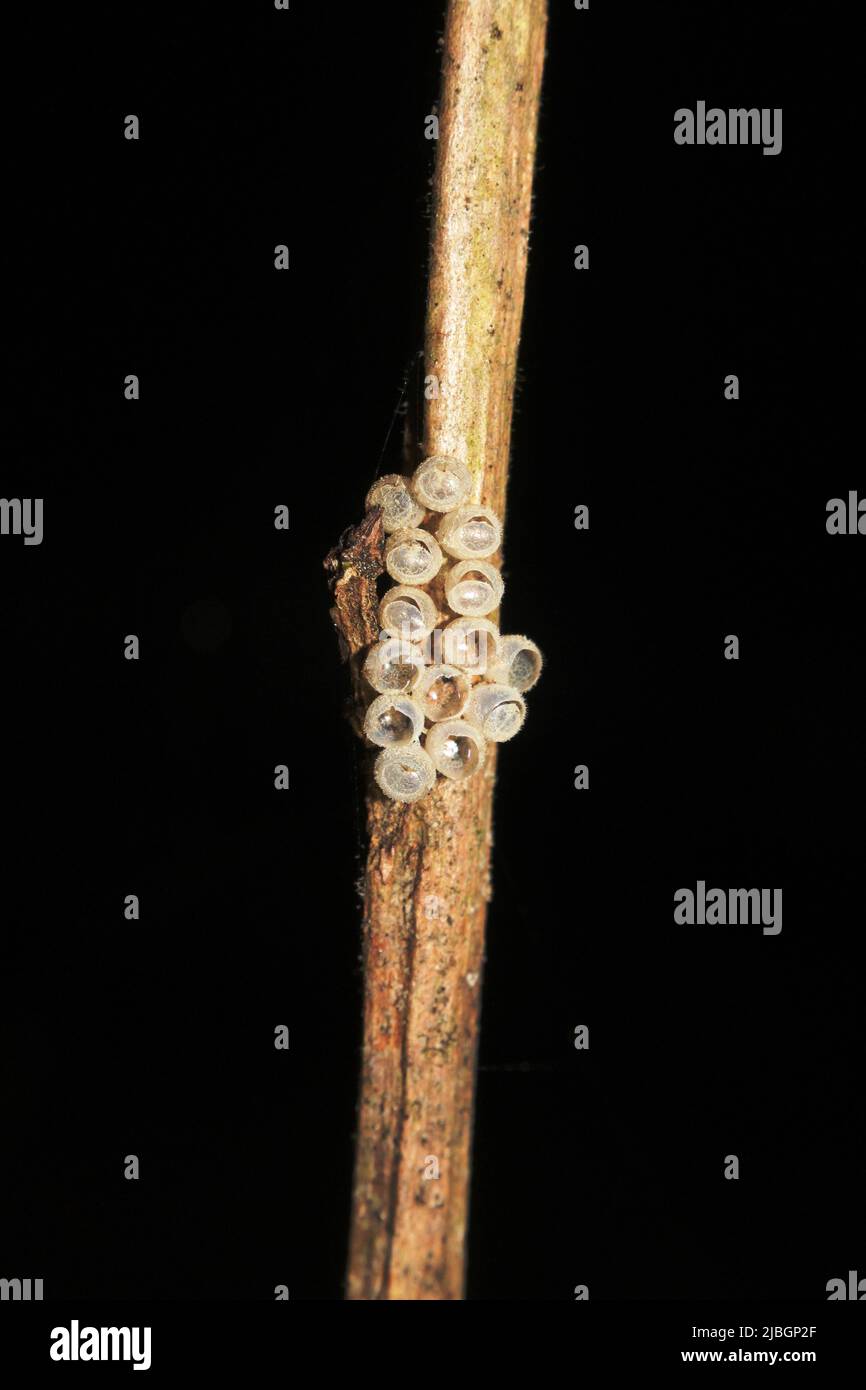 empty insect egg cases from the jungles of Belize, Central America ...