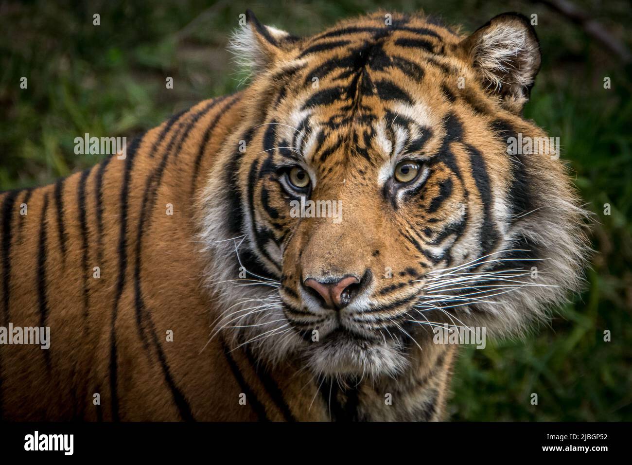 Tiger with cubs jungle hi-res stock photography and images - Alamy