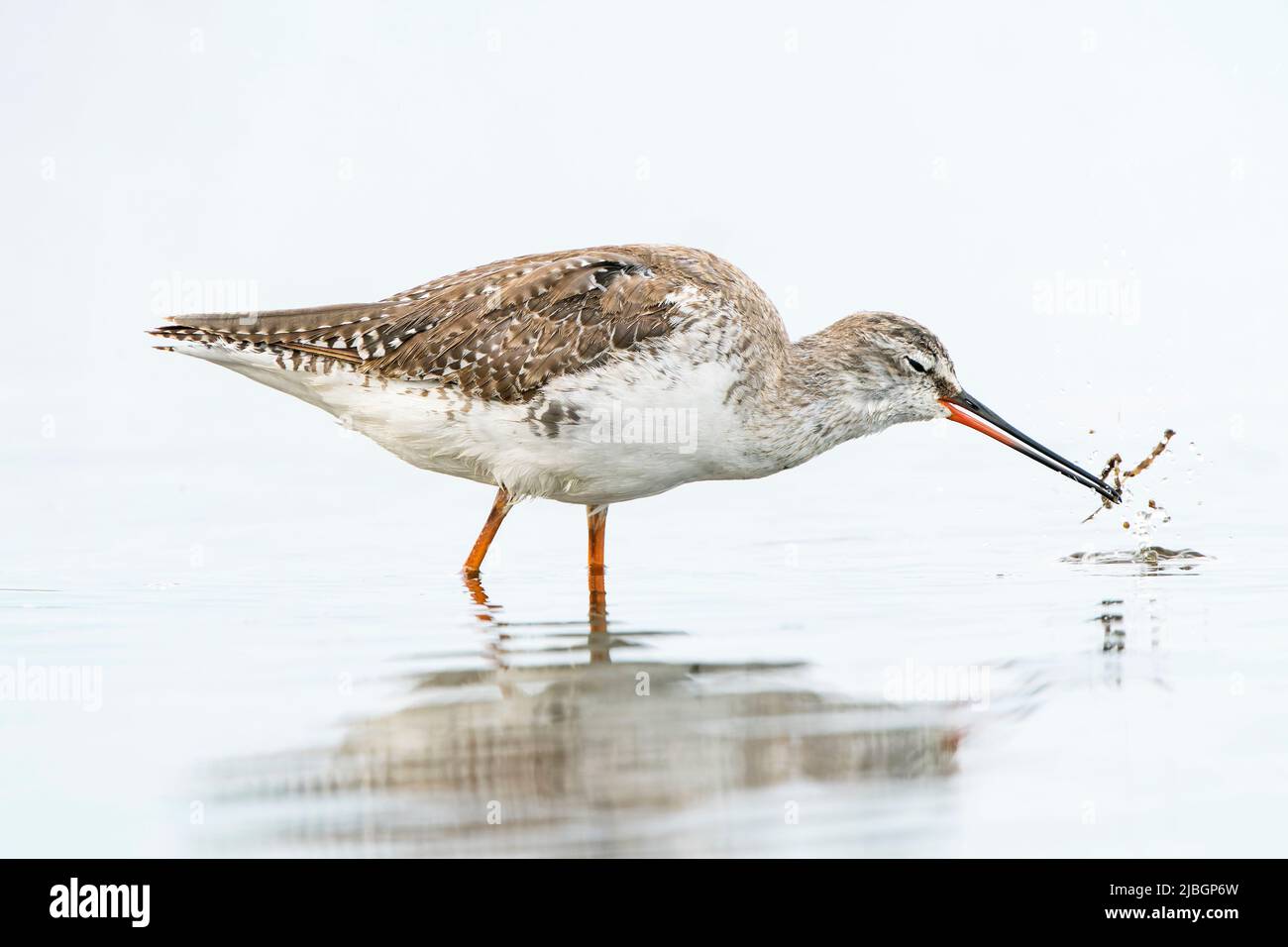 spotted redshank, Tringa erythropus, single juvenile bird feeding in ...
