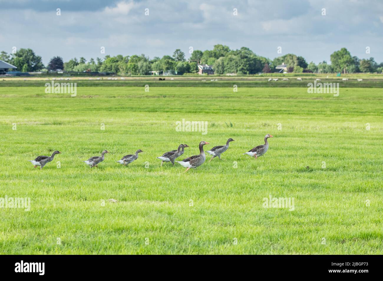 Goosebumps hi-res stock photography and images - Alamy